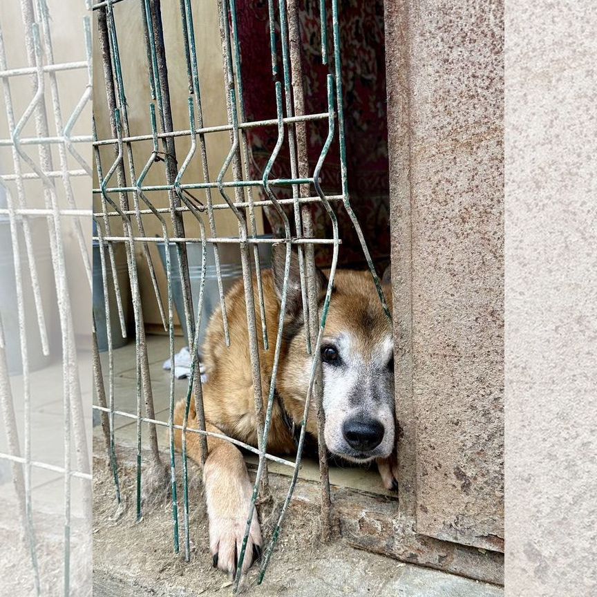 Взрослая собака в добрые руки