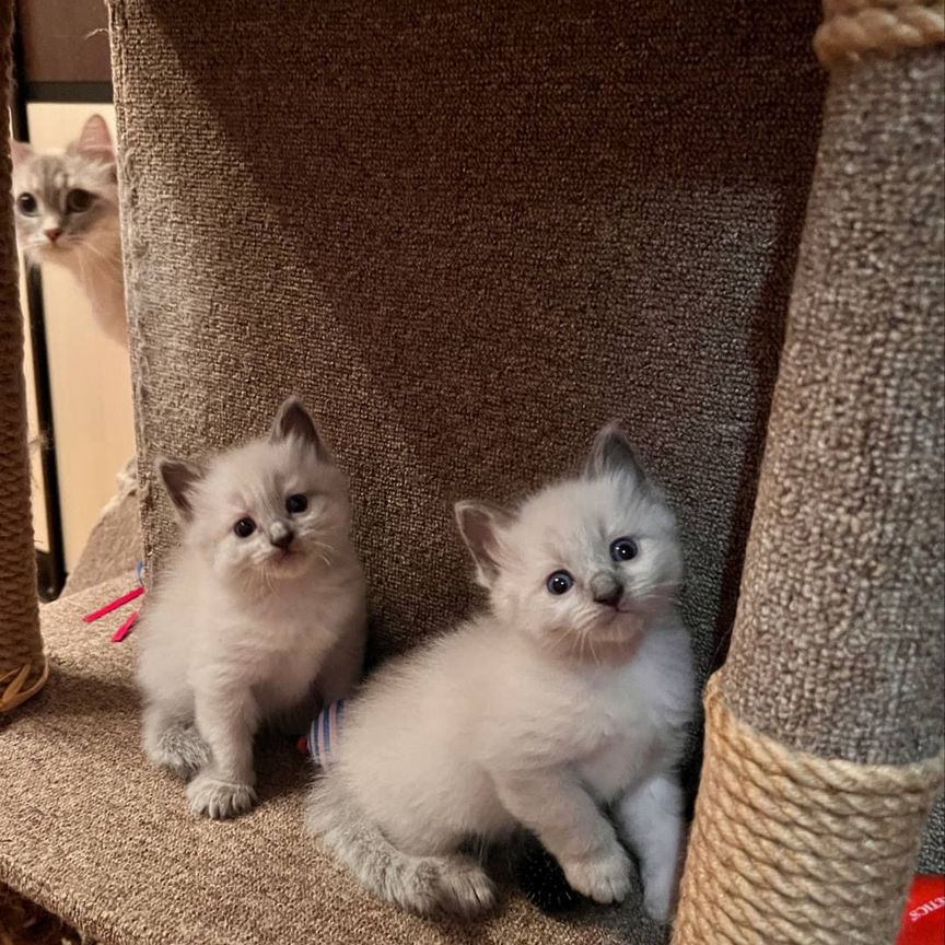 Невская маскарадная котята