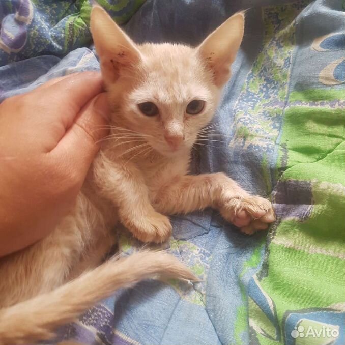 Котята сфинкс