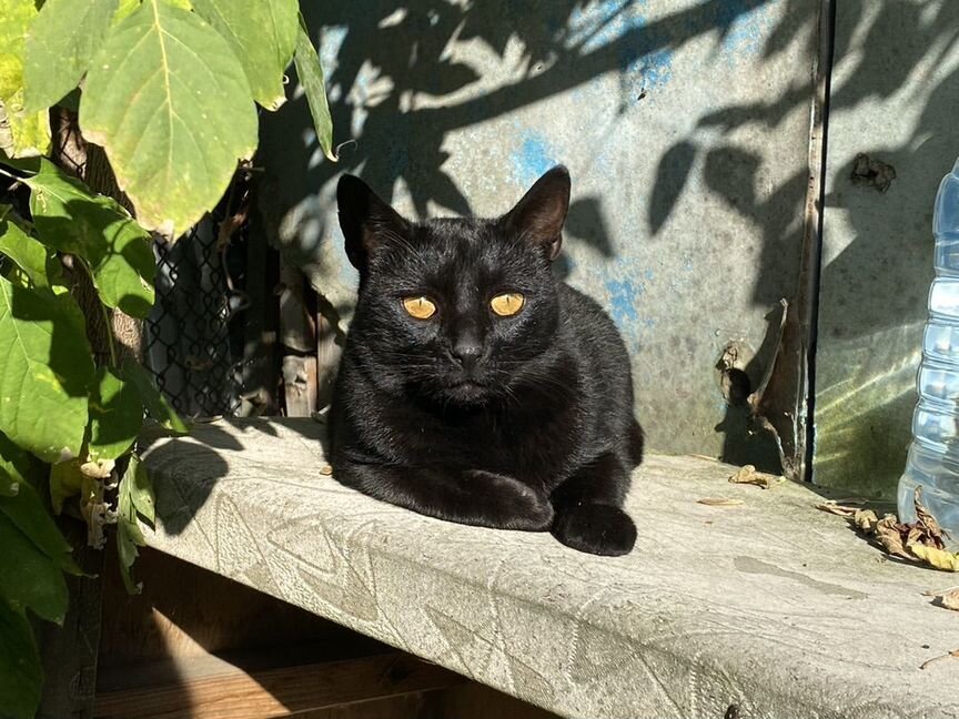 Стерилизованные кошки в беде ищут дом