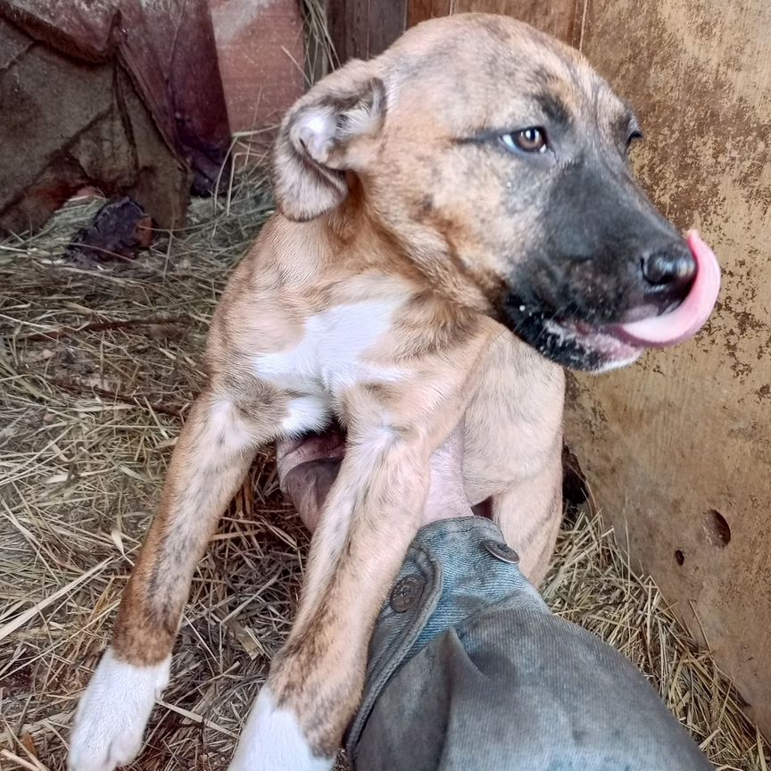 Стаффордширский бультерьер, щенок