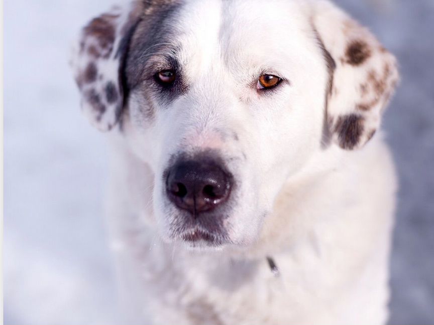 Собака в добрые руки отдам бесплатно