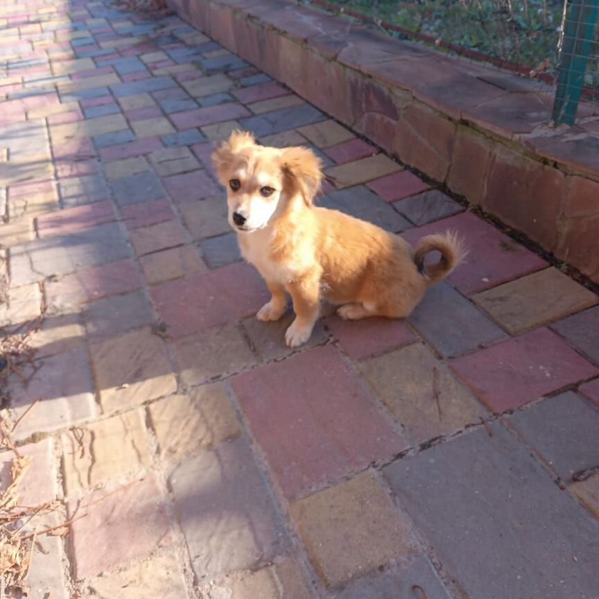 Щенки в добрые руки