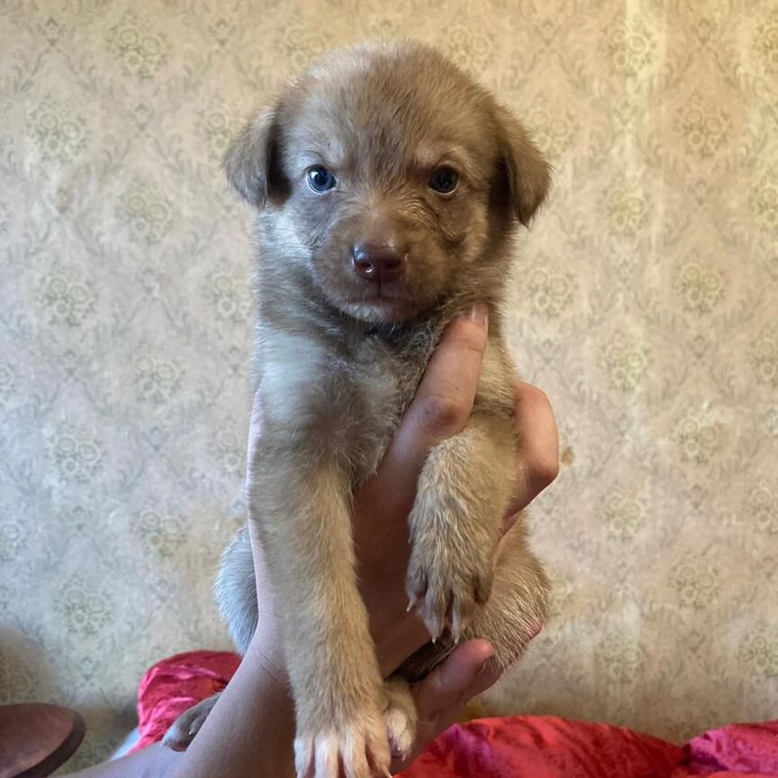 Щенки девочки 1.5мес, вырастут средними - 15-18кг