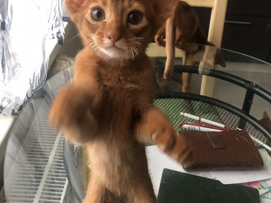 Абиссинский рыжик