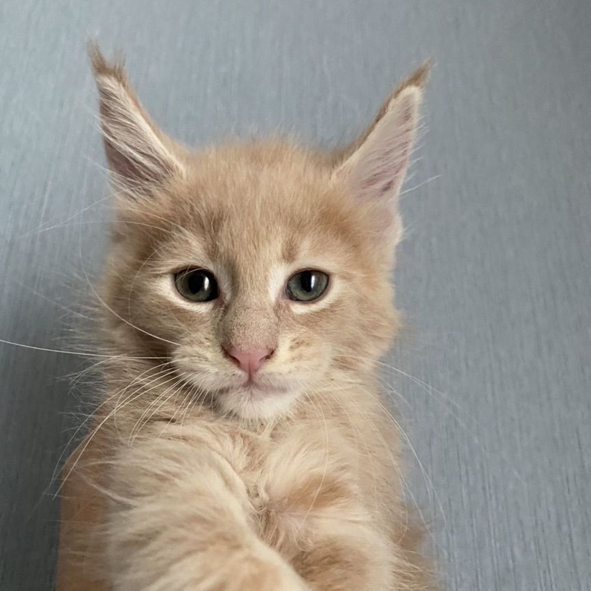 Мейн-кун крем