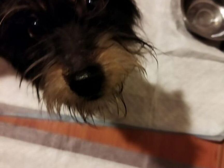 Щенок девочка, глазки пуговки