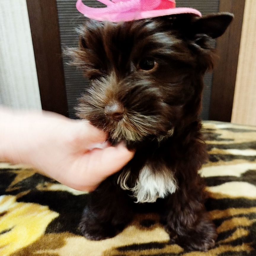 Йоркширский терьер, щенок