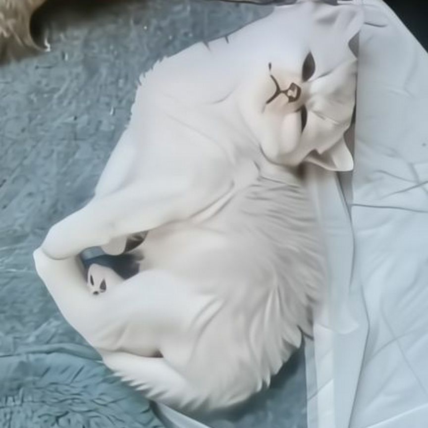 Британский длинношёрстный котёнок