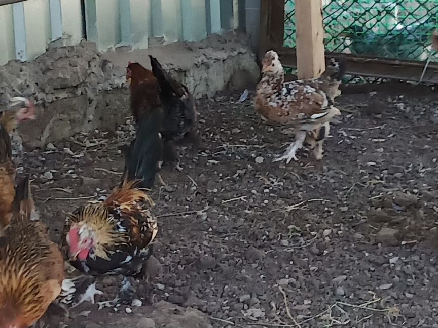 Молодняк декоративных кур бентамка