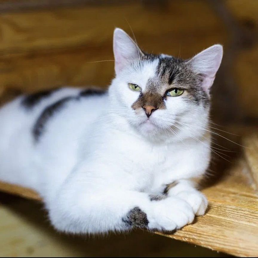 Ласковый кот Итан в добрые руки