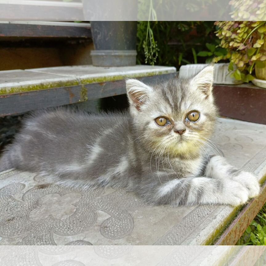 Экзотические короткошерстные котята