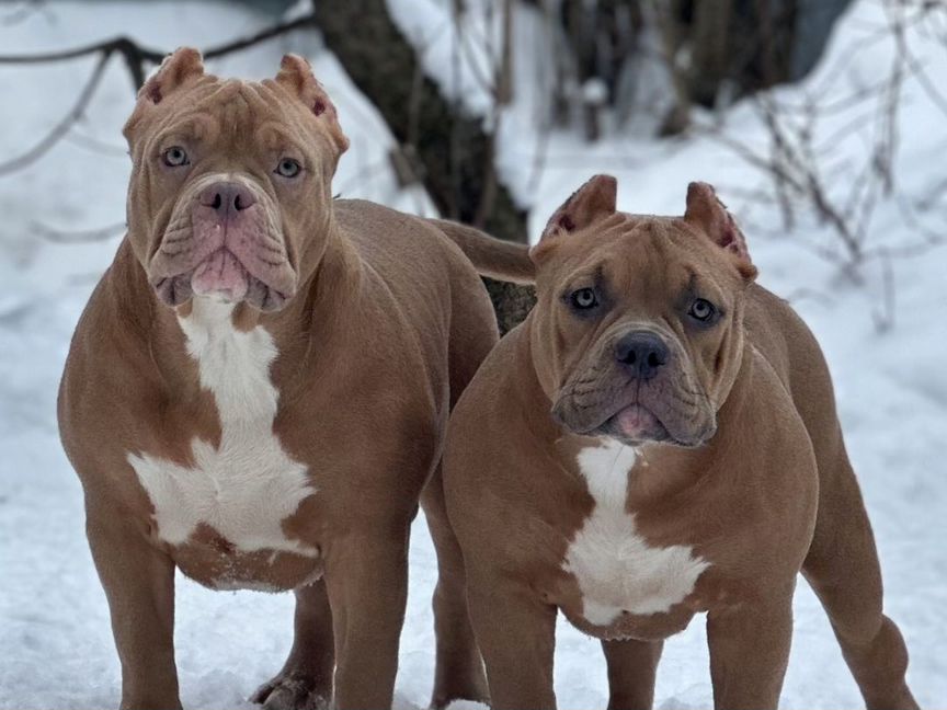 Щенки американского булли