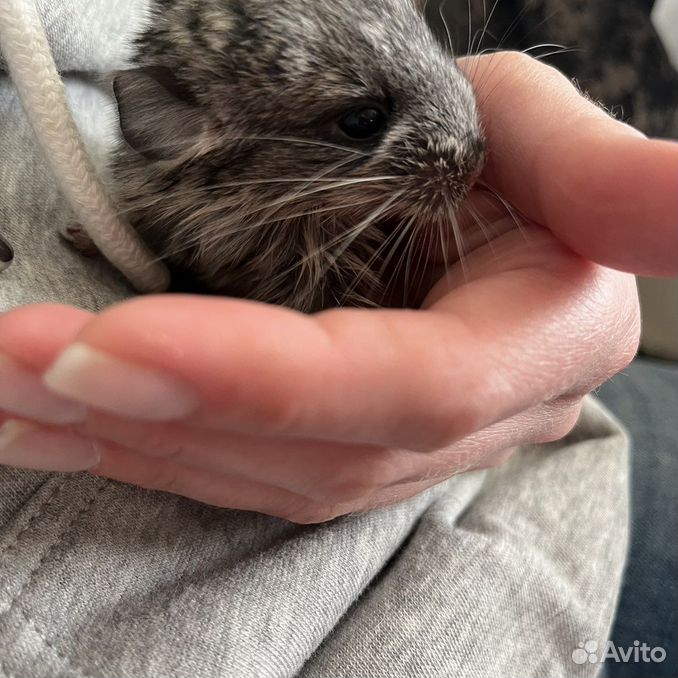 Малыш шиншиллы