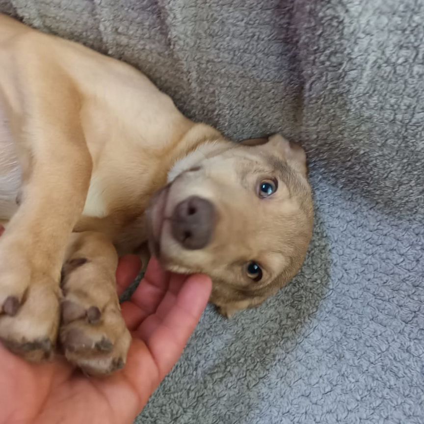 Клаус ищет дом