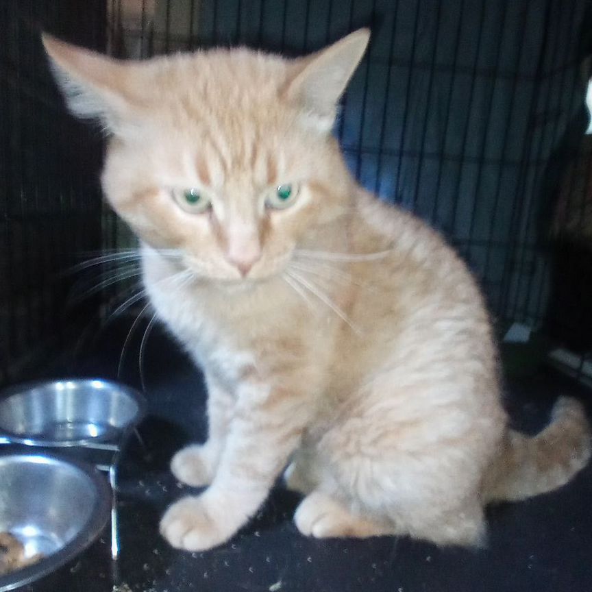 Взрослый кот в добрые руки