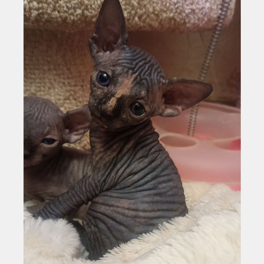 Канадский сфинкс