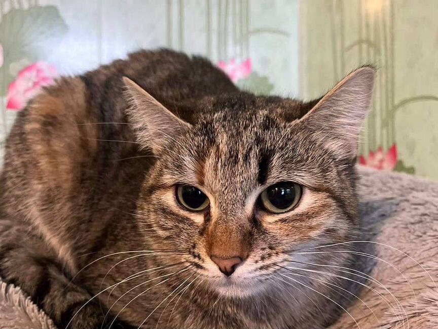 Кошка Брия в добрые руки