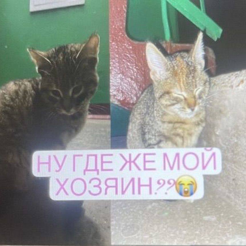 Кошки в добрые руки