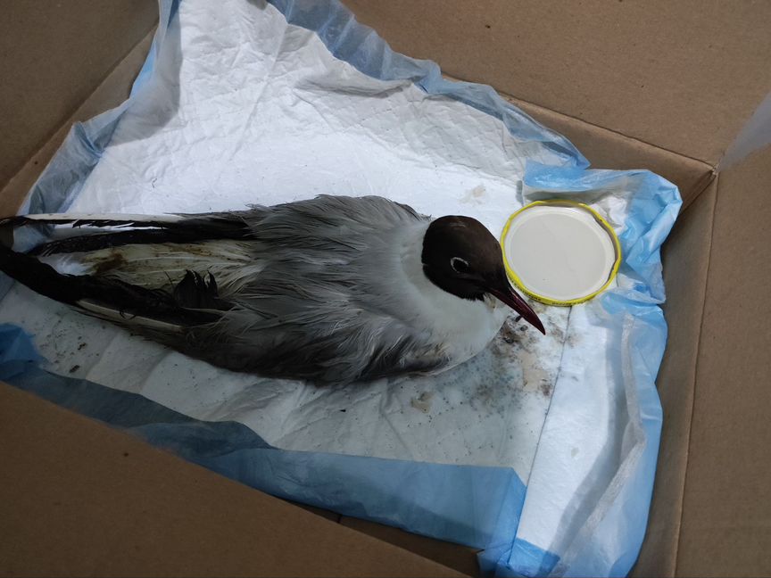 Чайка птица