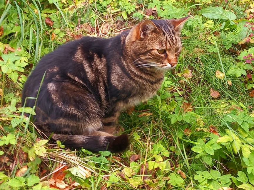 Отдам в добрые руки