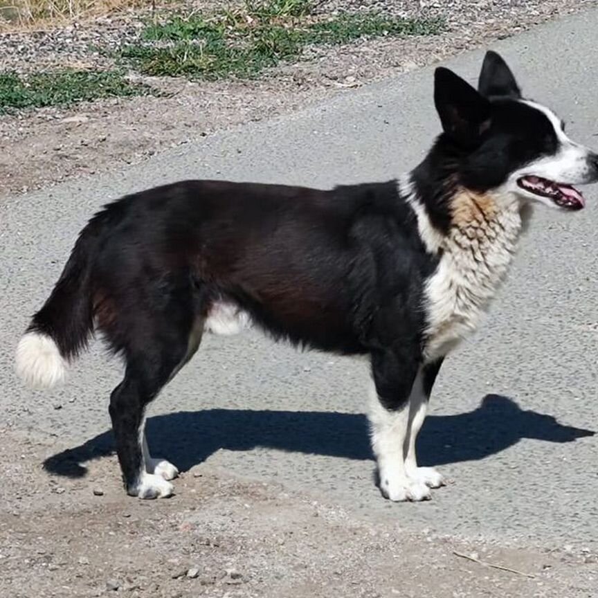 Собака в добрые руки