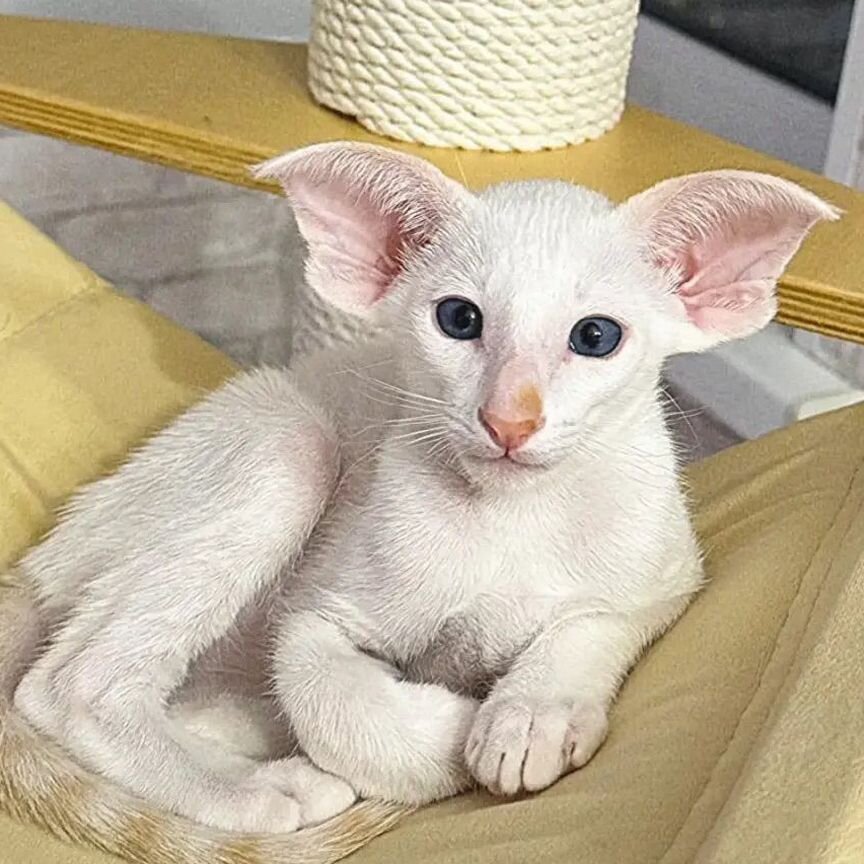 Ориентальный котёнок