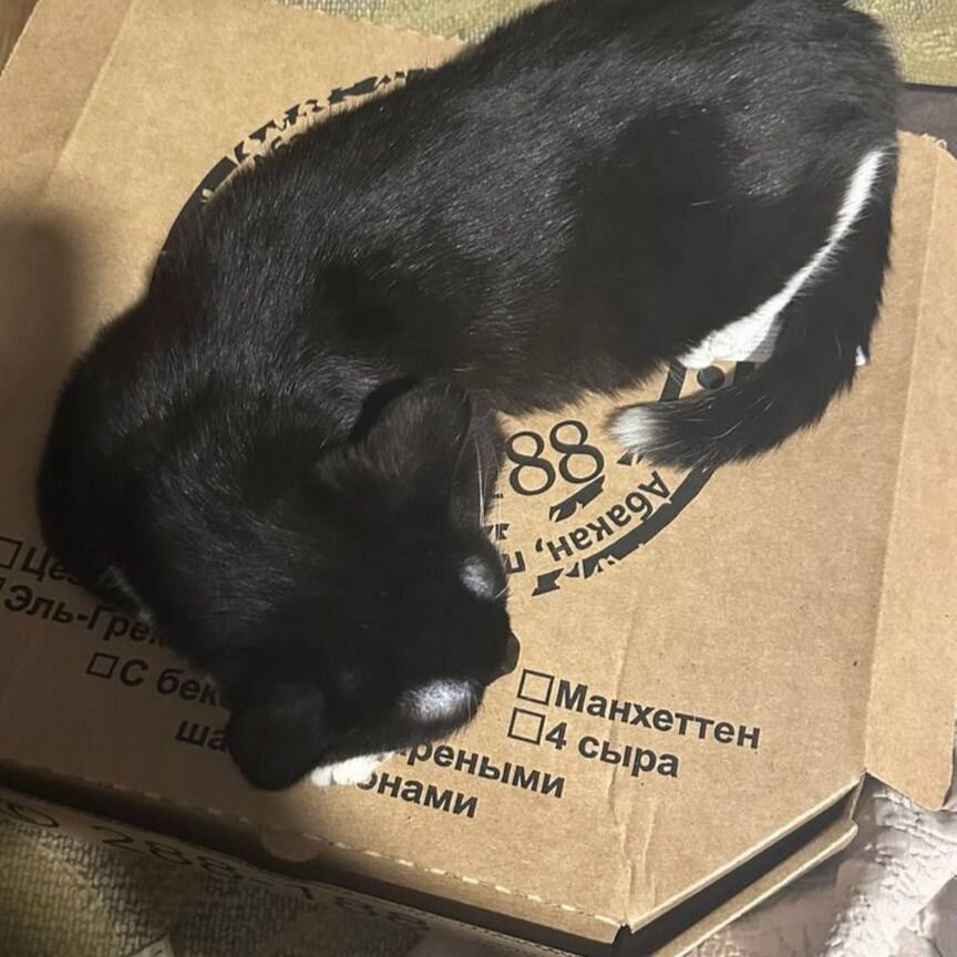 Отдам кошечку в добрые руки