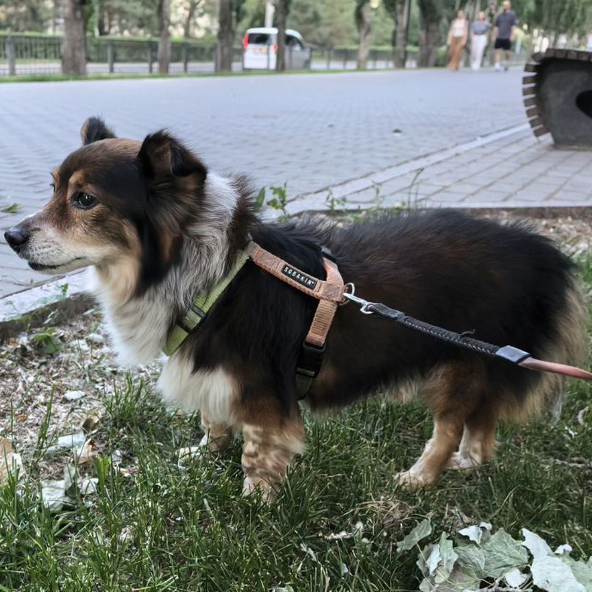 Взрослый пёс в добрые руки