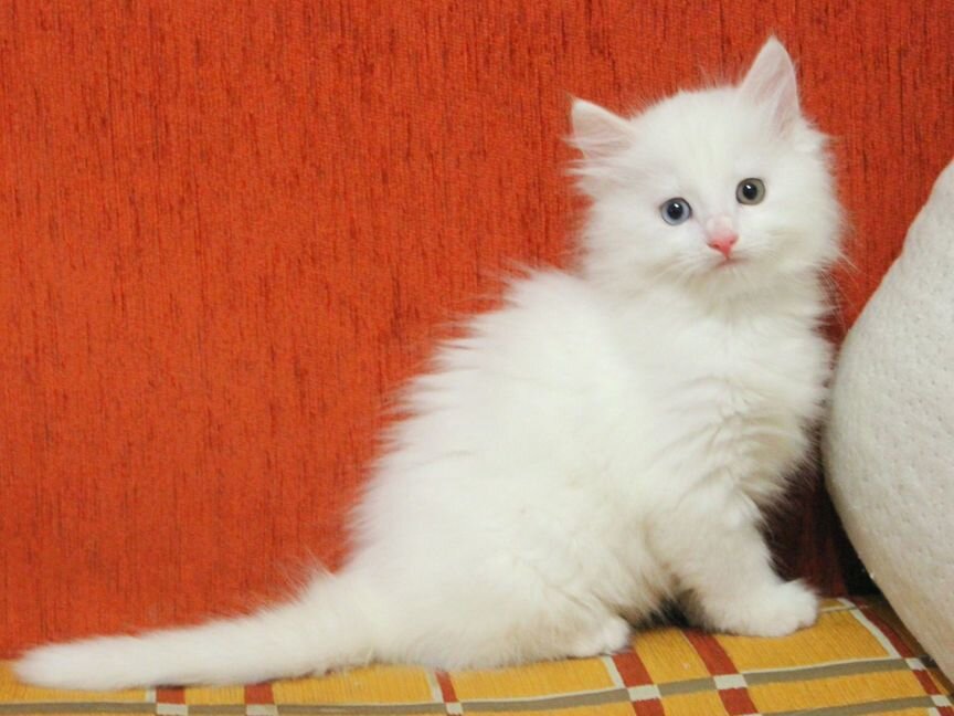 Белая кошечка с разноцветными глазами