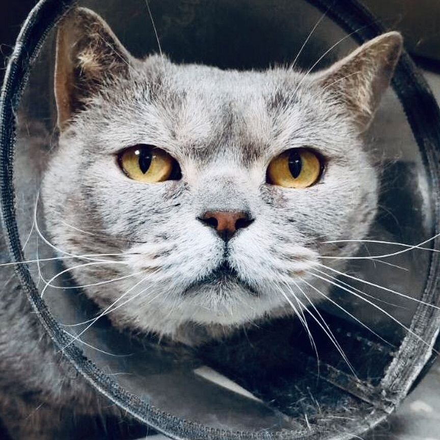 Кошечка грустная