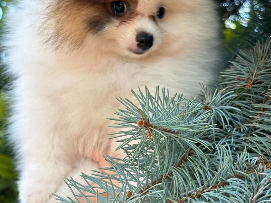 Померанский шпиц. Мальчик с редким окрасом