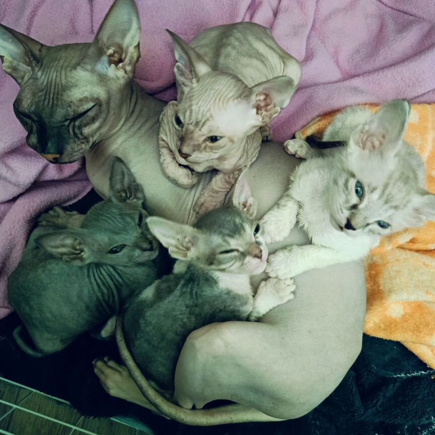 Канадский и донской сфинкс