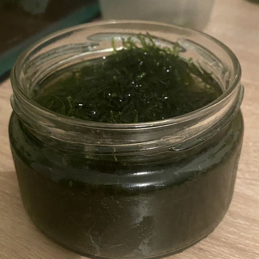 Мох для аквариума
