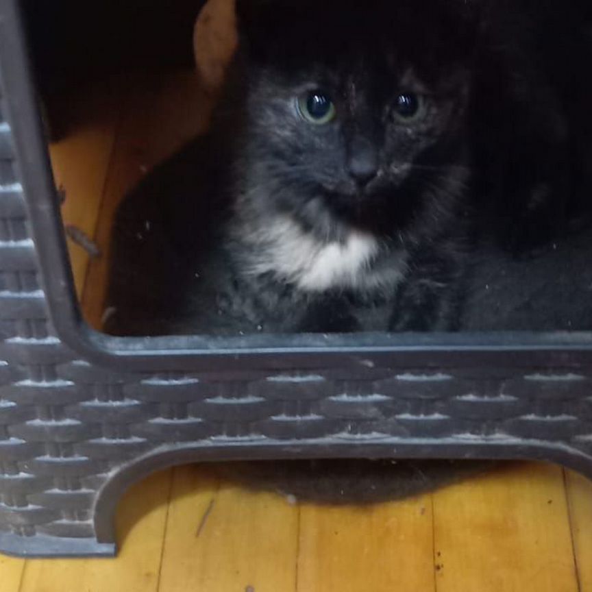 Кошечка в добрые руки