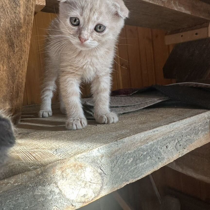 Вислоухий британский котик