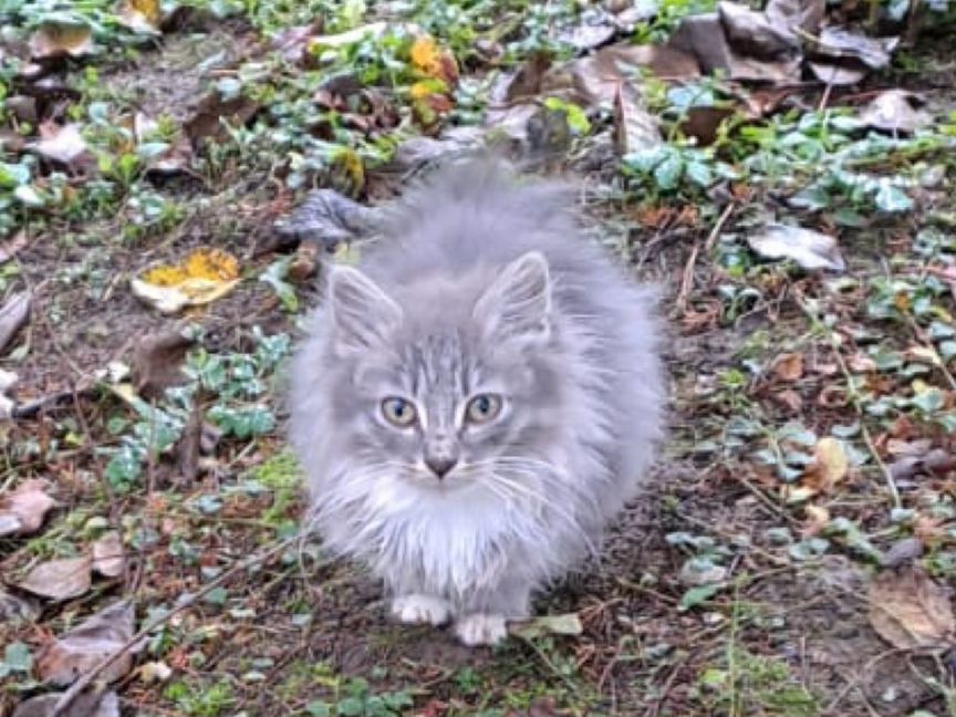 Спасите котяток от холодов