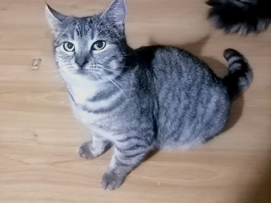 Кошечка в добрые руки