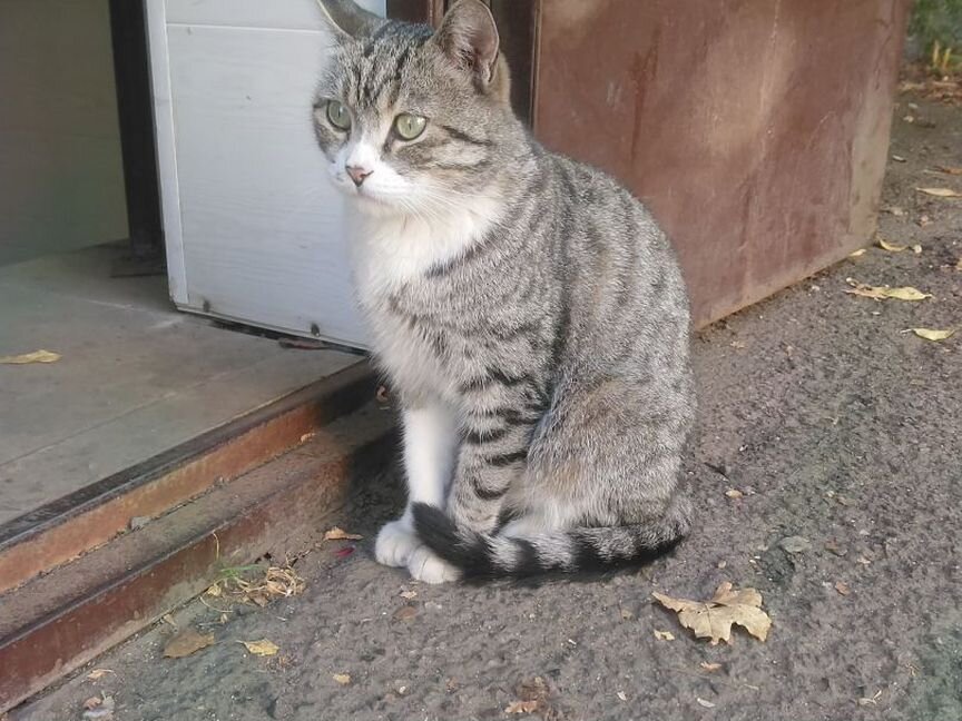 Кот Борис