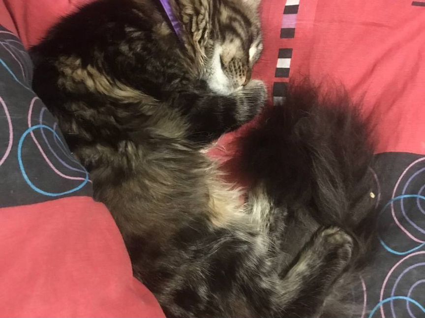 Котенок мейн-кун