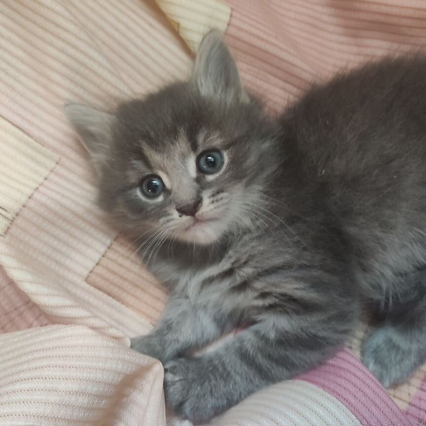 Котята в добрые ручки