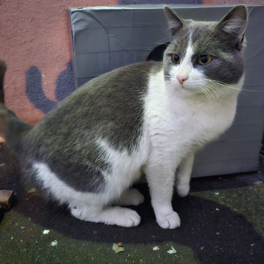 Кот живёт в картонной коробке на улице