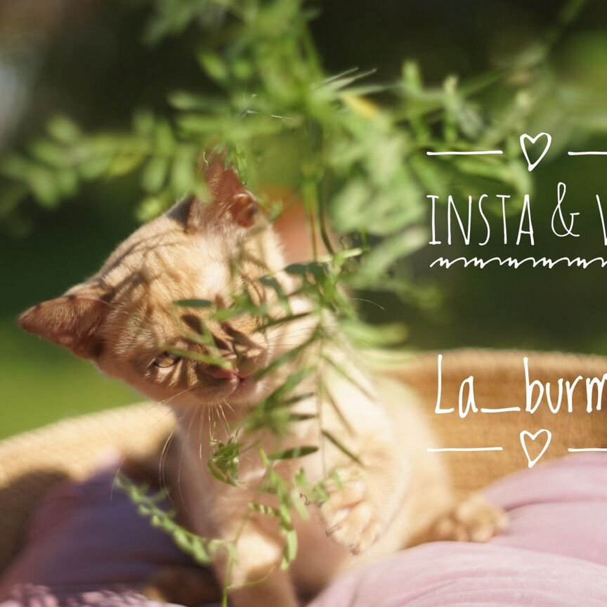 Бурма котята