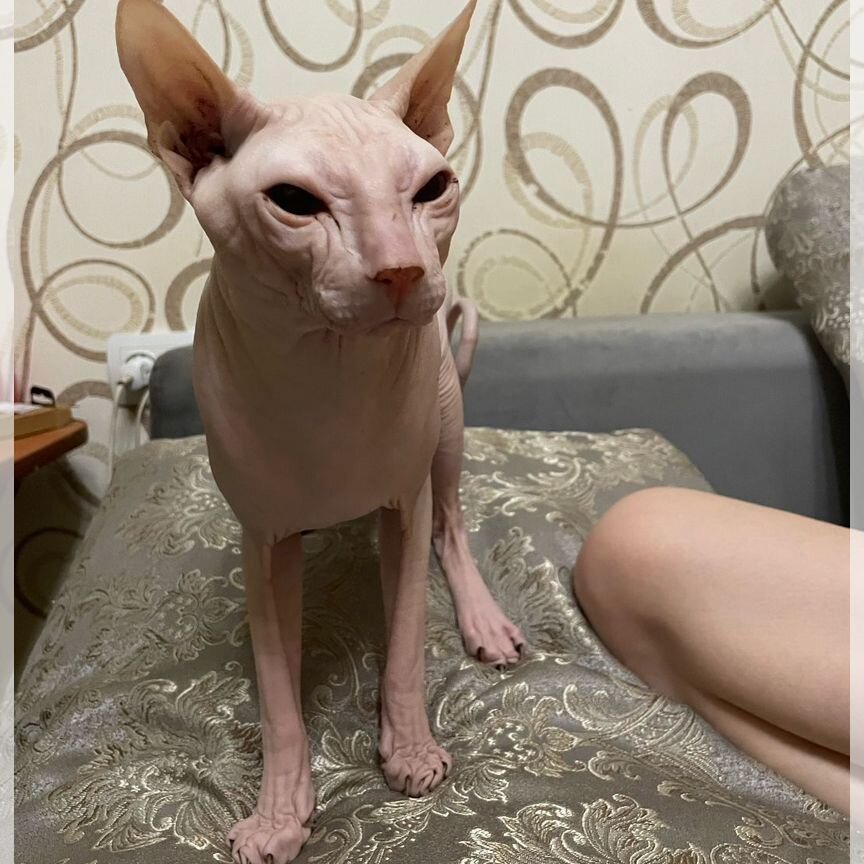 Донской сфинкс, взрослый кот