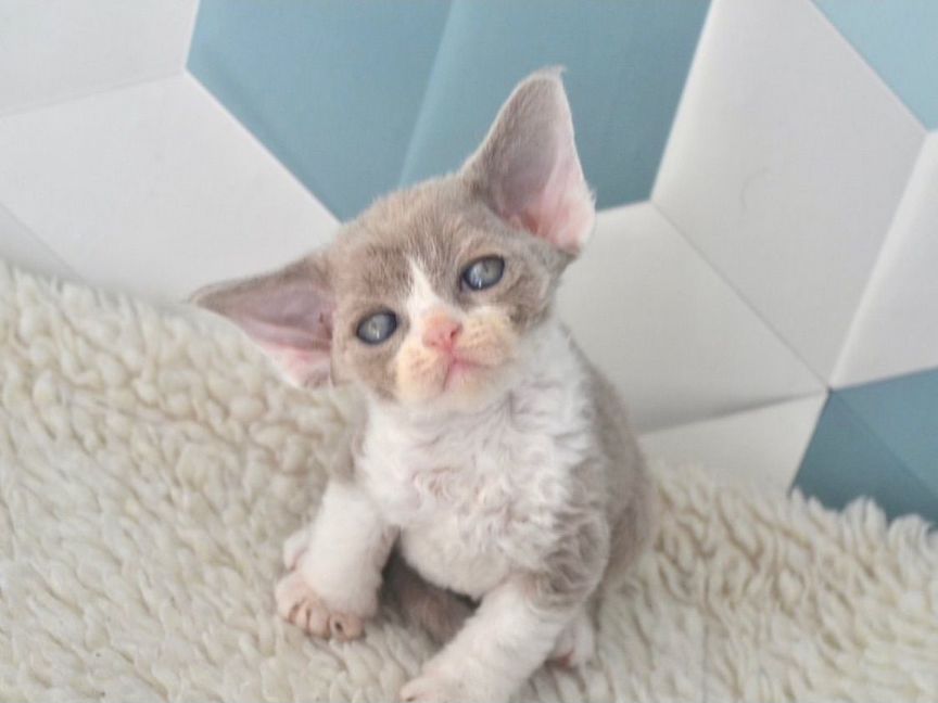 Девон-рекс котята