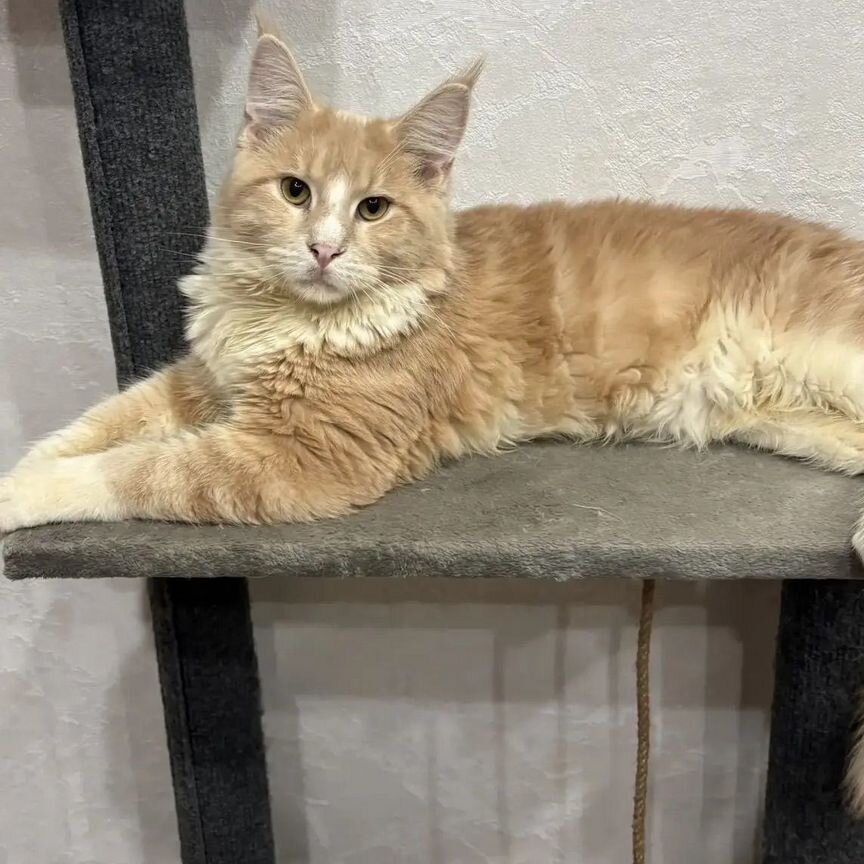 Мейн-кун, взрослый кот