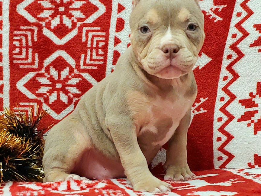 Американский булли покет