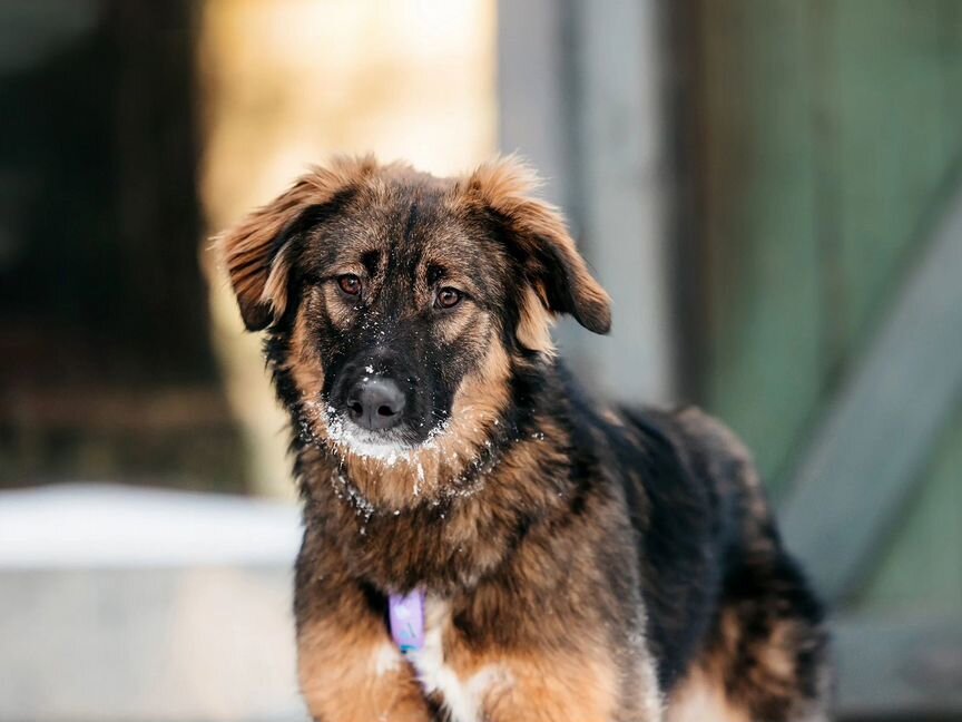 Собака в добрые руки