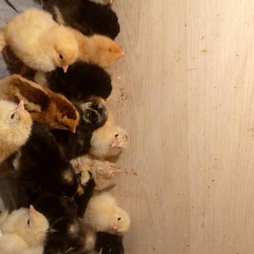 Цыплята суточные несушки