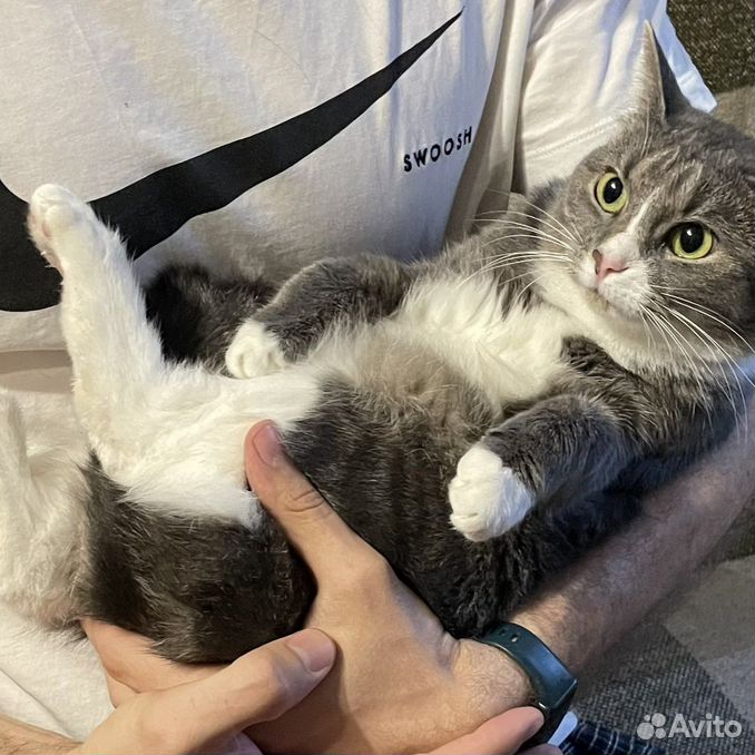 Котик из мультика